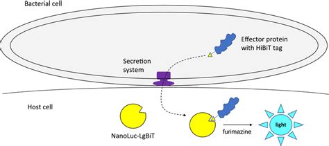 Split Luciferase Assay For Tracking Bacterial Effector Protein Delivery