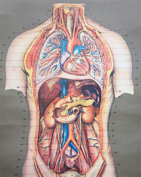 Anatomy Of Chest And Abdomen Images And Photos Finder