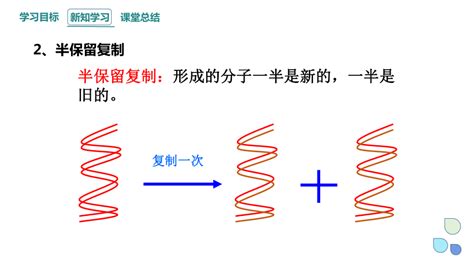 3 3 Dna的复制 课件 共27张ppt 2023 2024学年高一生物人教版（2019）必修2 21世纪教育网 二一教育
