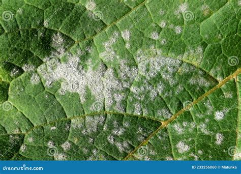 Powdery Mildew Disease In Plants At Magda Salas Blog