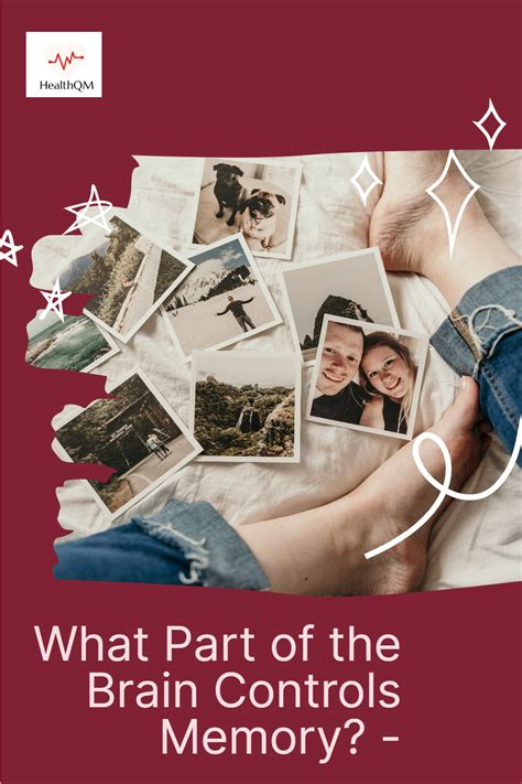 What Part Of The Brain Controls Memory