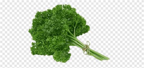 허브 야채 음식 고수풀 야채 잎 야채 수프 Png Pngegg