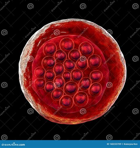 The Malaria Infected Red Blood Cell Stock Illustration CartoonDealer Com 160233709