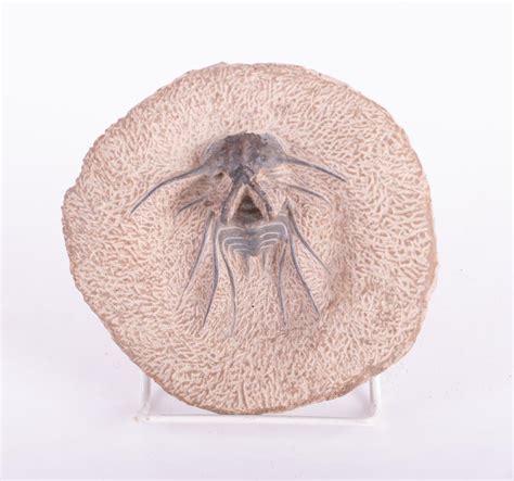 Lot Fossil Of An Unidentified Insect