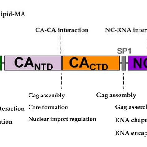 Domain Architecture Of The Gag Precursor Polyprotein The Function Download Scientific Diagram