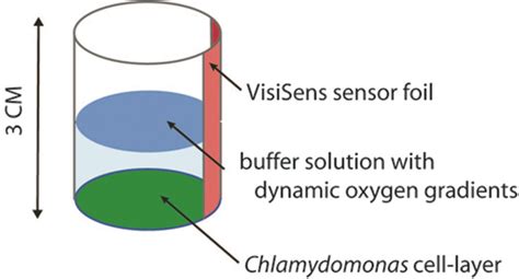 Measuring Oxygen Gradients Above A Respiratory Active Algal Cell Layer