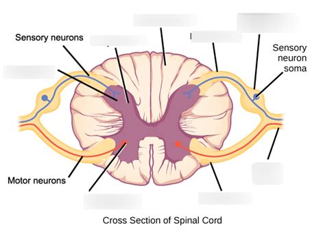 Spinal Cord A P Lab Diagram Quizlet
