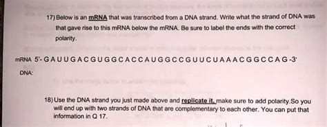 SOLVED Below Is An MRNA That Was Transcribed From A DNA Strand Write The DNA Strand That Gave