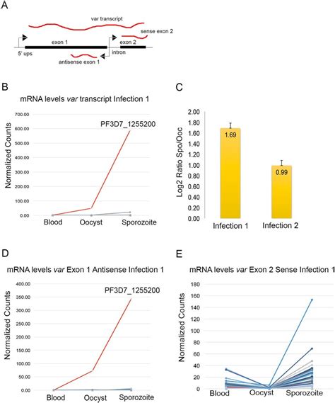 Gene Expression Patterns Of Var Genes In The Blood Of Human Donors And Download Scientific
