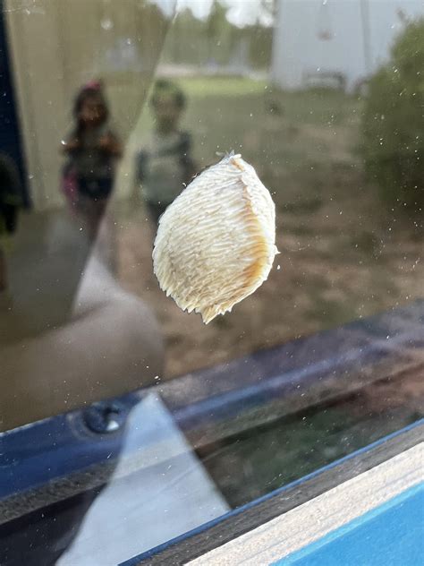 I Found Some Weird Insect Eggs On A Window Does Anyone Know What Kind