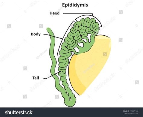 Epididymis Anatomy