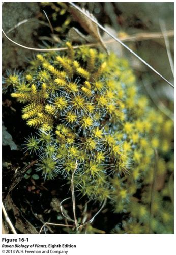 Bio 420 Lecture 8 Plant Kingdom Phylogeny And Diversity Flashcards Quizlet