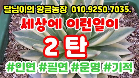 25일 2탄 세상에 이런일이2 금다육 물 꽃 식물 달님 화분 흙 반려식물 분갈이 다육이 Youtube