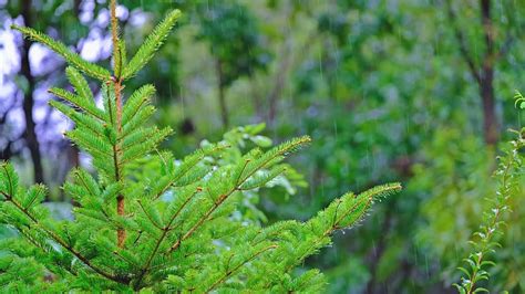 10시간 아름다운 당신을 위한 수면음악 🎵 빗소리 힐링음악 스트레스해소음악 잠잘때듣는음악 To You Youtube