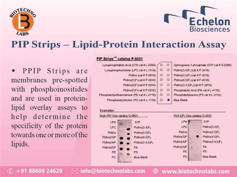 Pip Strips Lipid Protein Interaction Assay