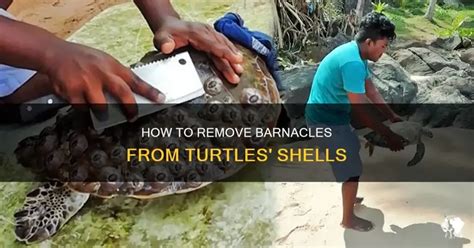 How To Remove Barnacles From Turtles Shells Petshun