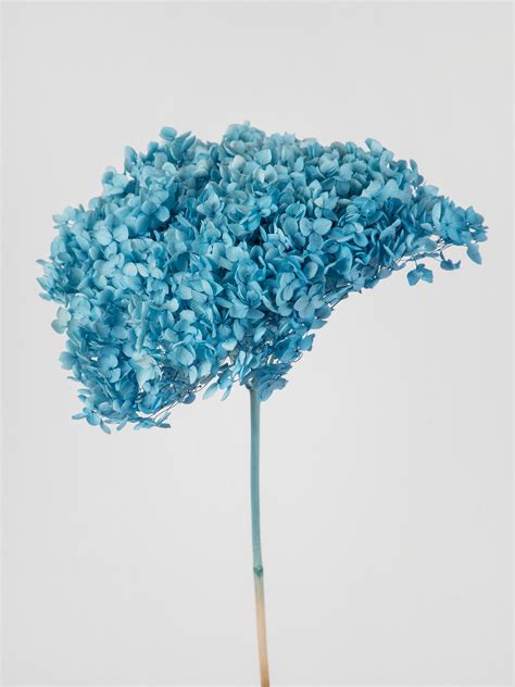 Гортензія стабілізована на гілці блакитна купити за ціною 499 грн • Dfb Elements Україна