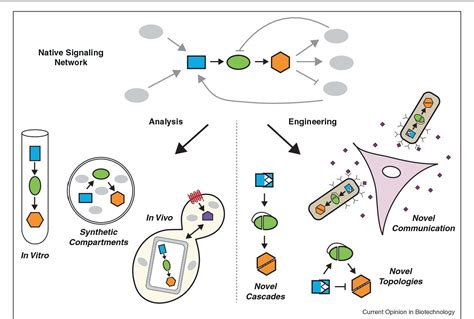 Figure 1 From Analyzing And Engineering Cell Signaling Modules With Synthetic Biology