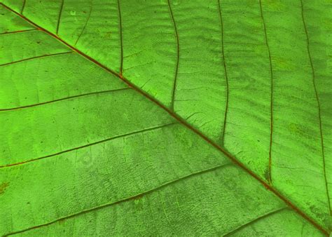 Green Leaf Plants Texture Plant Background Psd Free Download Pikbest