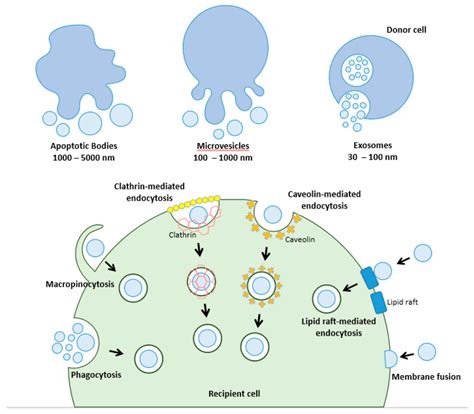 Classification Of Non Coding Rnas Non Coding Rnas Can Be Generally