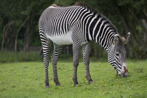 Classification Of Animals Teke Trek