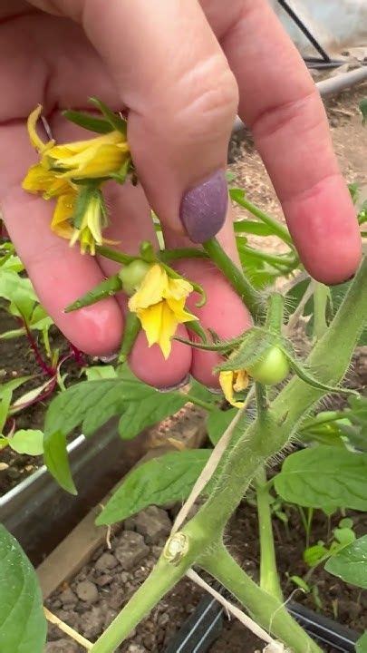 УРОЖАЙ БОЛЬШЕ ☝️ РАНЬШЕ НА 10 ДНЕЙ огородкруглыйгод огородныедела огород садогород в 2024 г