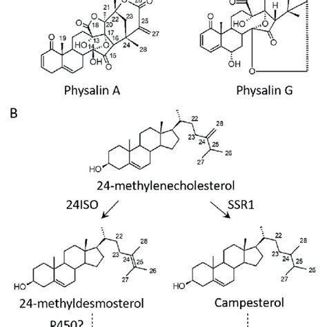 Proposed Pathway For The Biosynthesis Of Physalins In Physalis Angulata Download Scientific