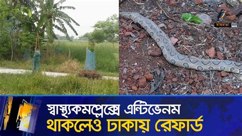 উপজেলা স্বাস্থ্যকমপ্লেক্সে এন্টিভেনম সাপে কাটা রোগীকে পাঠানো হচ্ছে ঢাকায় Maasranga News