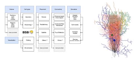 Model Simulations Unveil The Structure Function Dynamics Relationship Of The Cerebellar Cortical