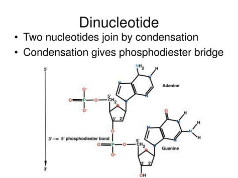 Ppt 3 3 And 7 1 The Structure Of Dna Powerpoint Presentation Free Download Id 1824460