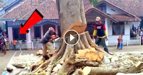 Extremely Dangerous Tree Cutting Fails With Chainsaw Idiots Tree Falling Skills Compilation