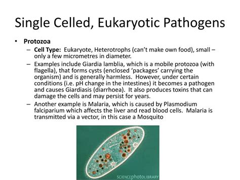 Ppt Pathogens Powerpoint Presentation Free Download Id2152763