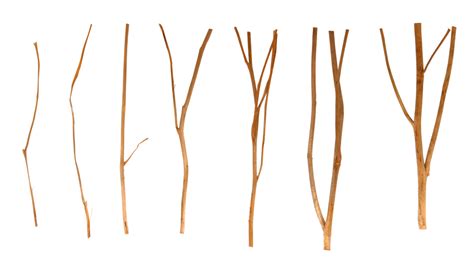 Tree Roots PNG Free Images With Transparent Background 117 Free Downloads Tree Roots PNG Free Images With Transparent Background 117 Free Downloads