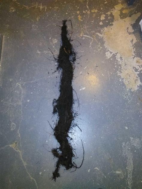 Sewer Line Tree Roots Minneapolis Plumbing Plumbers MN St Paul Plumbers Minneapolis