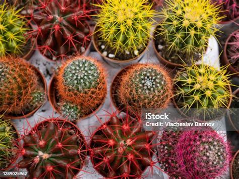 온실에 다양한 색깔의 선인장 식물 상점선반에 있는 상선선 다른 유형의 작은 냄비에 장식 작은 선인장 식물 배경 0명에 대한 스톡 사진 및 기타 이미지 Istock