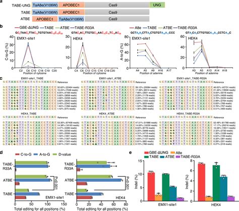 Construction Of Simultaneous CG To GC And AT To GC Base Editors A Download Scientific