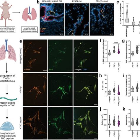 Fibroblast Phenotype And Activation In Lung Hydrogels With Tnc Peptide Download Scientific