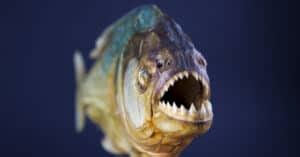 Piranha Teeth Everything You Need To Know A Z Animals