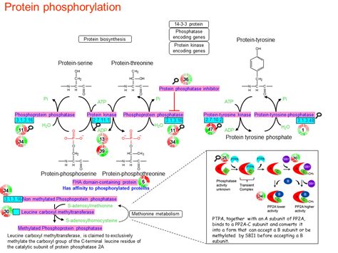 Protein Phosphorylation