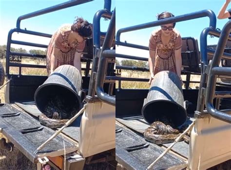 Mzansi Woman Fearlessly Releases Massive Python Into The Wild