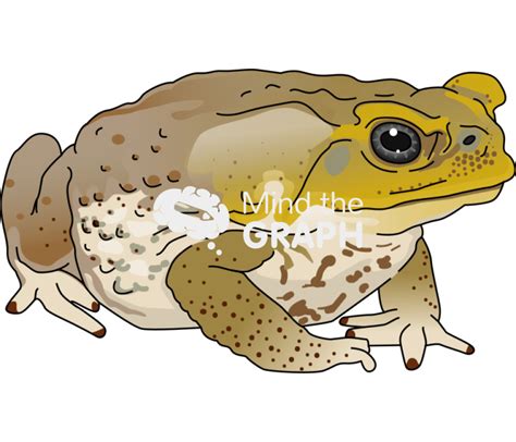 Free Cane Toad Rhinella Marina Icons Symbols Pictures And Images