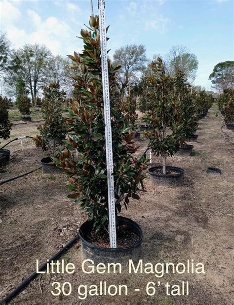 Little Gem Magnolias Texas Tree Farms
