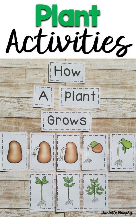 Plant Life Cycle Lesson Plans For 1st Grade