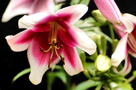 Lily Lilies Ornamental Plant Free Photo On Pixabay Pixabay