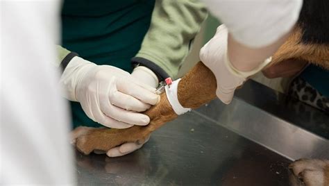 Titer Testing For Dogs What Is It And What Does It Mean For Yearly