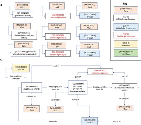Standard GO Annotations And GOCAMs A Standard GO Annotations Link Download Scientific Diagram