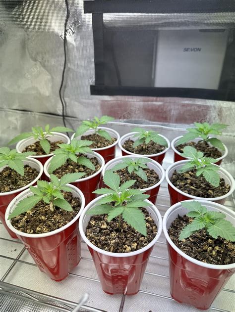 Jigglers From Exotic Genetix And Brabus G 36 From Unami Off To A Good