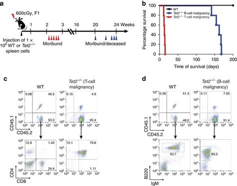 Tet2 Loss Leads To Hypermutagenicity In Haematopoietic Stem Progenitor Cells Pmc