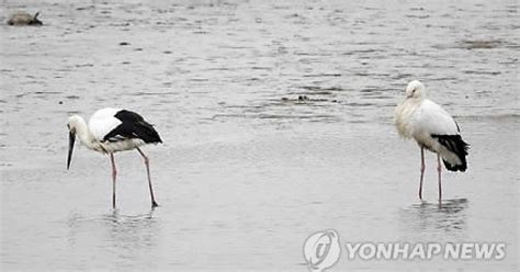 겨울나려고 우리나라 찾아온 황새