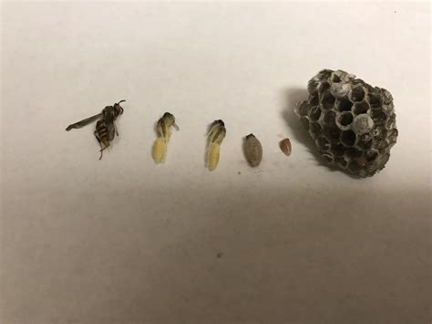 This Wasp Nest Had Each Stage In The Life Cycle Inside It R Mildlyinteresting